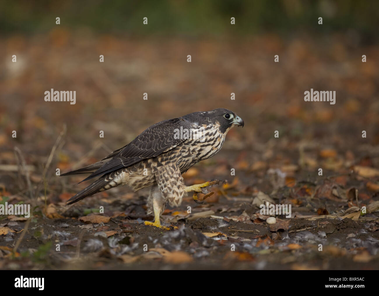 Canada falcon bird hi-res stock photography and images - Alamy