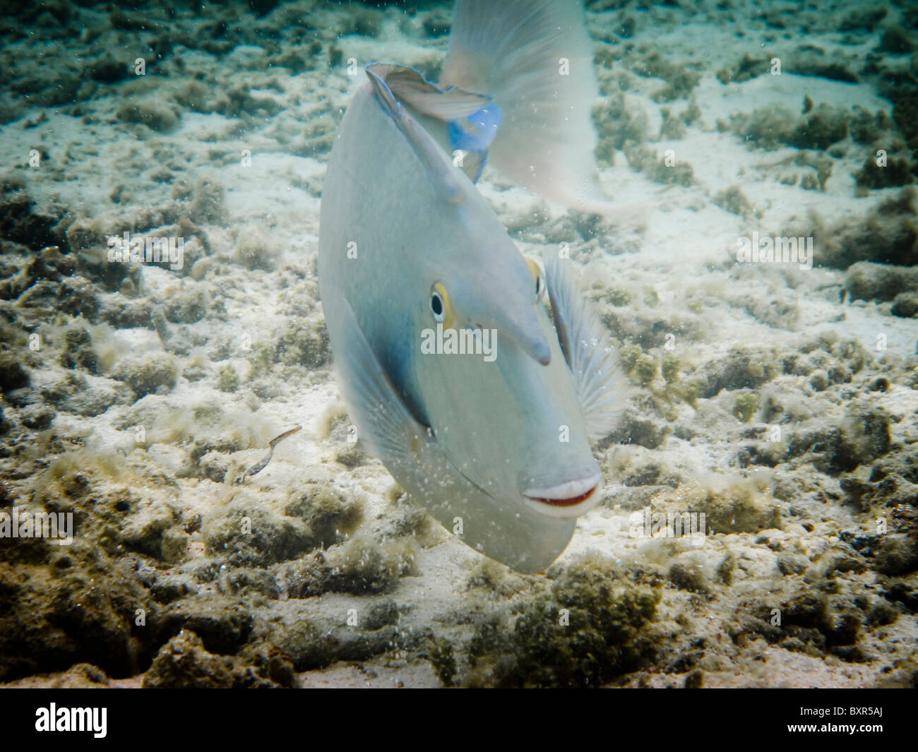Underwater turkey hi-res stock photography and images - Alamy