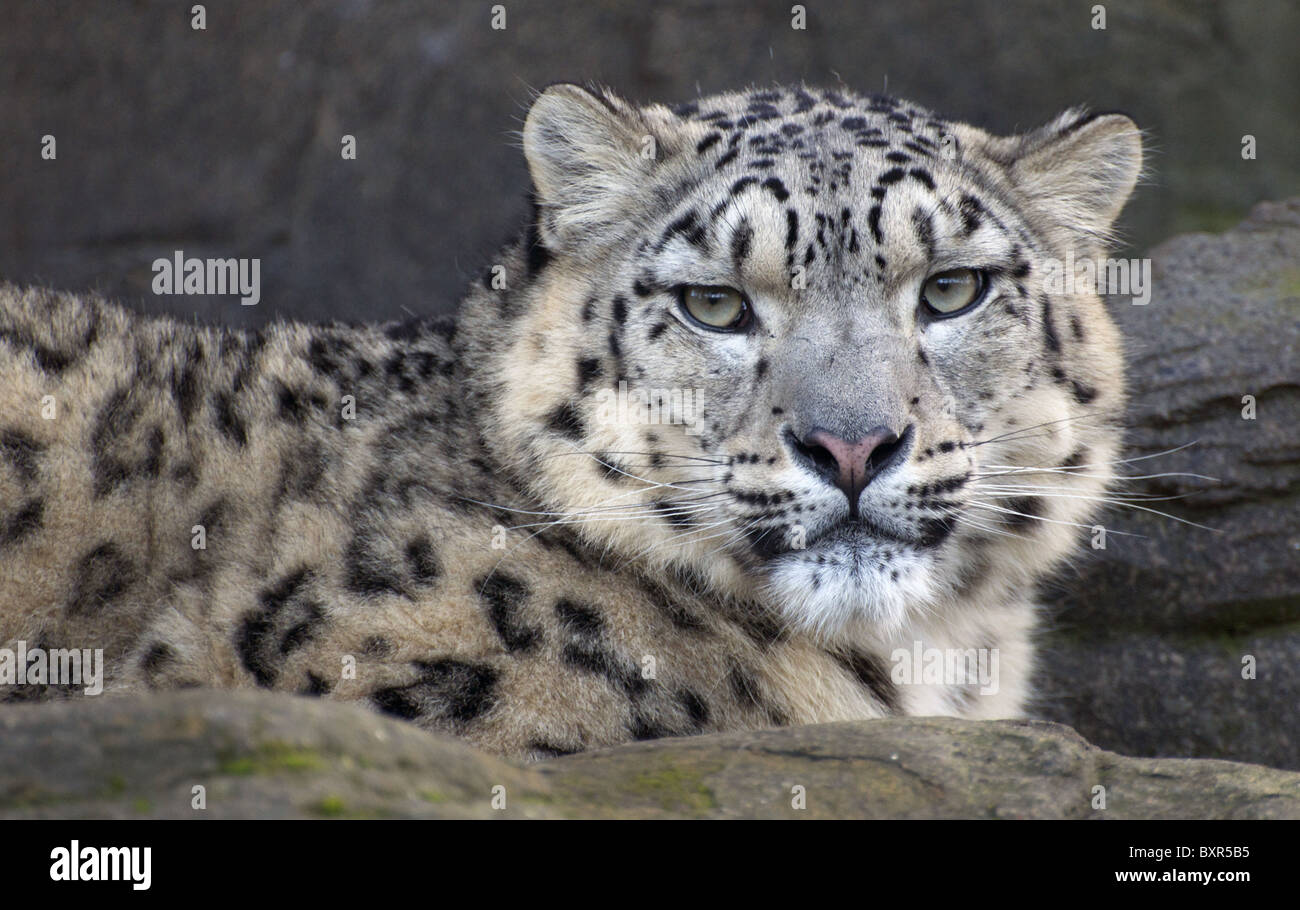 Female snow leopard looking at camera Stock Photo - Alamy