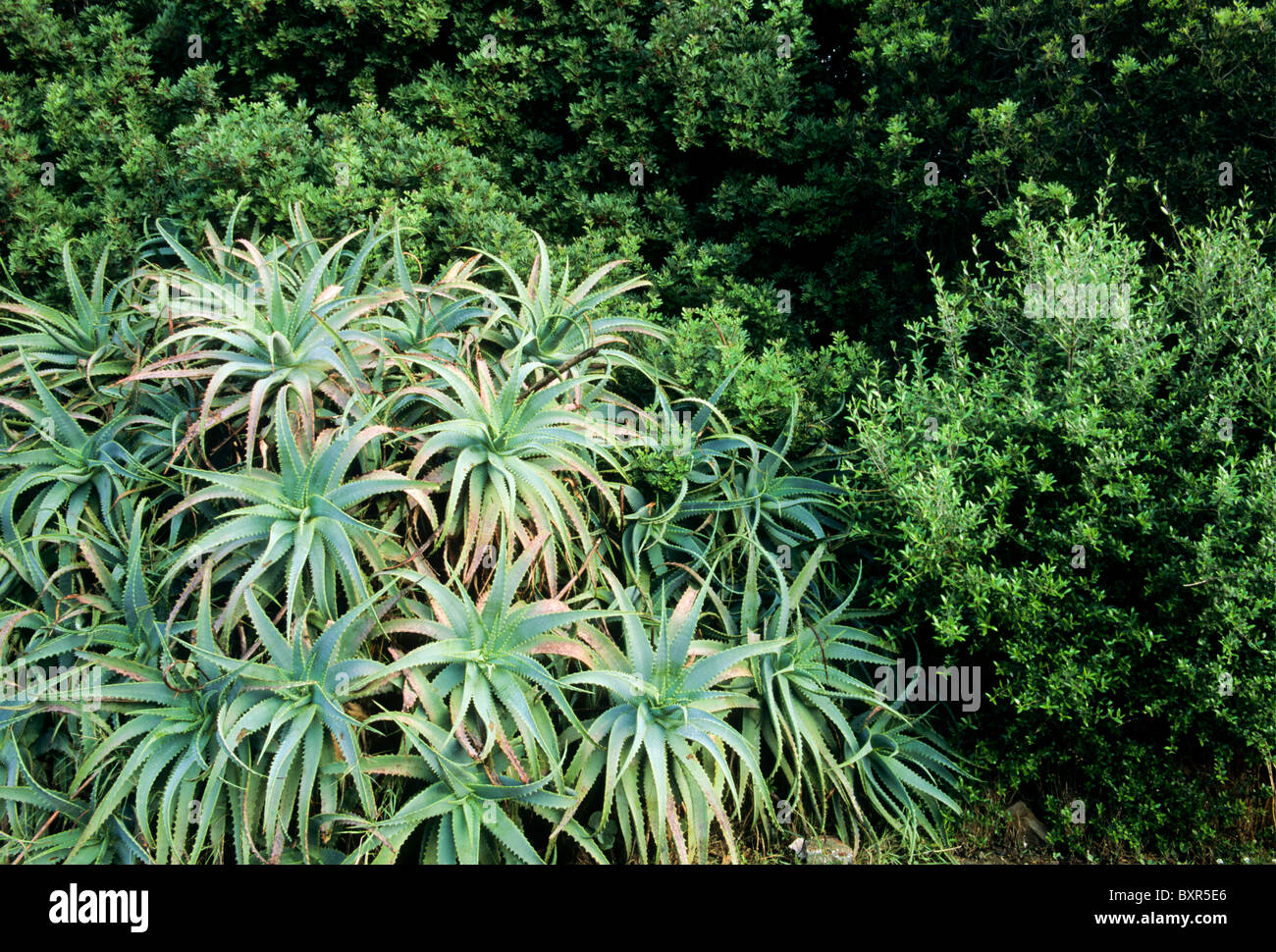 Krantz Aloe - Aloe arborescens Stock Photo - Alamy