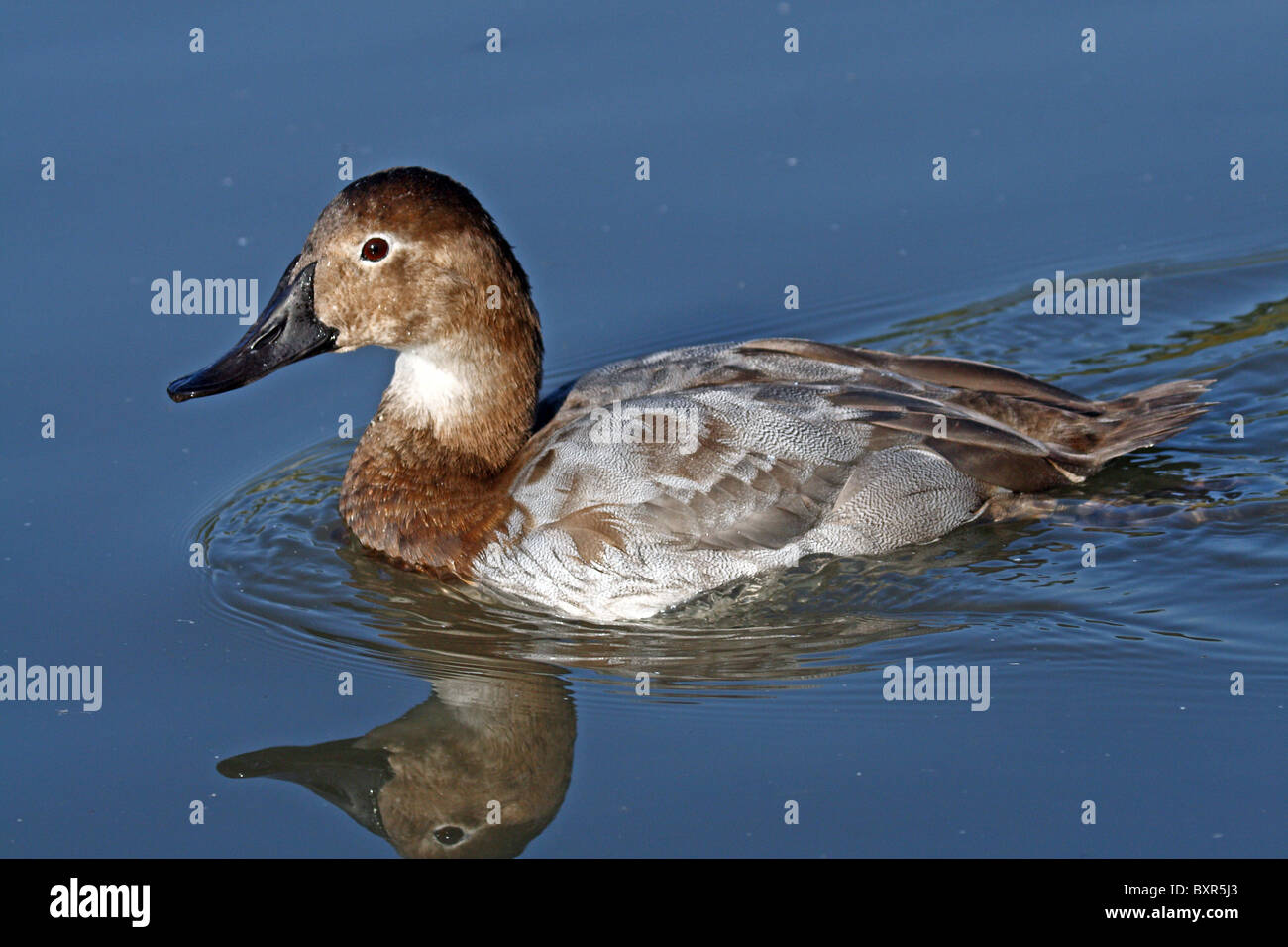 Female canvasback hi-res stock photography and images - Alamy