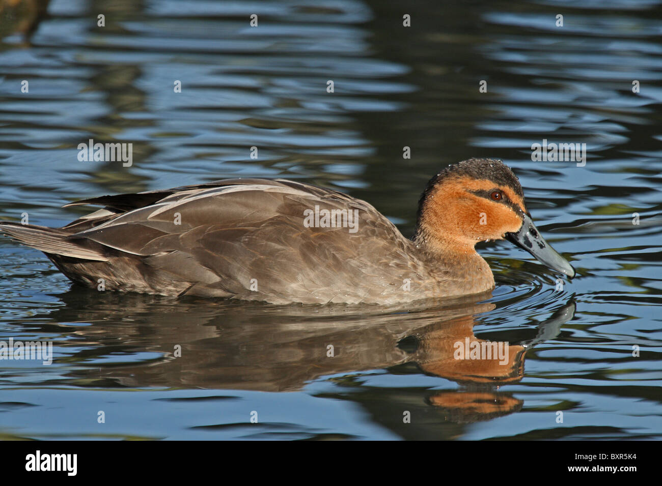 Philippine Duck (Anas luzonica Stock Photo - Alamy