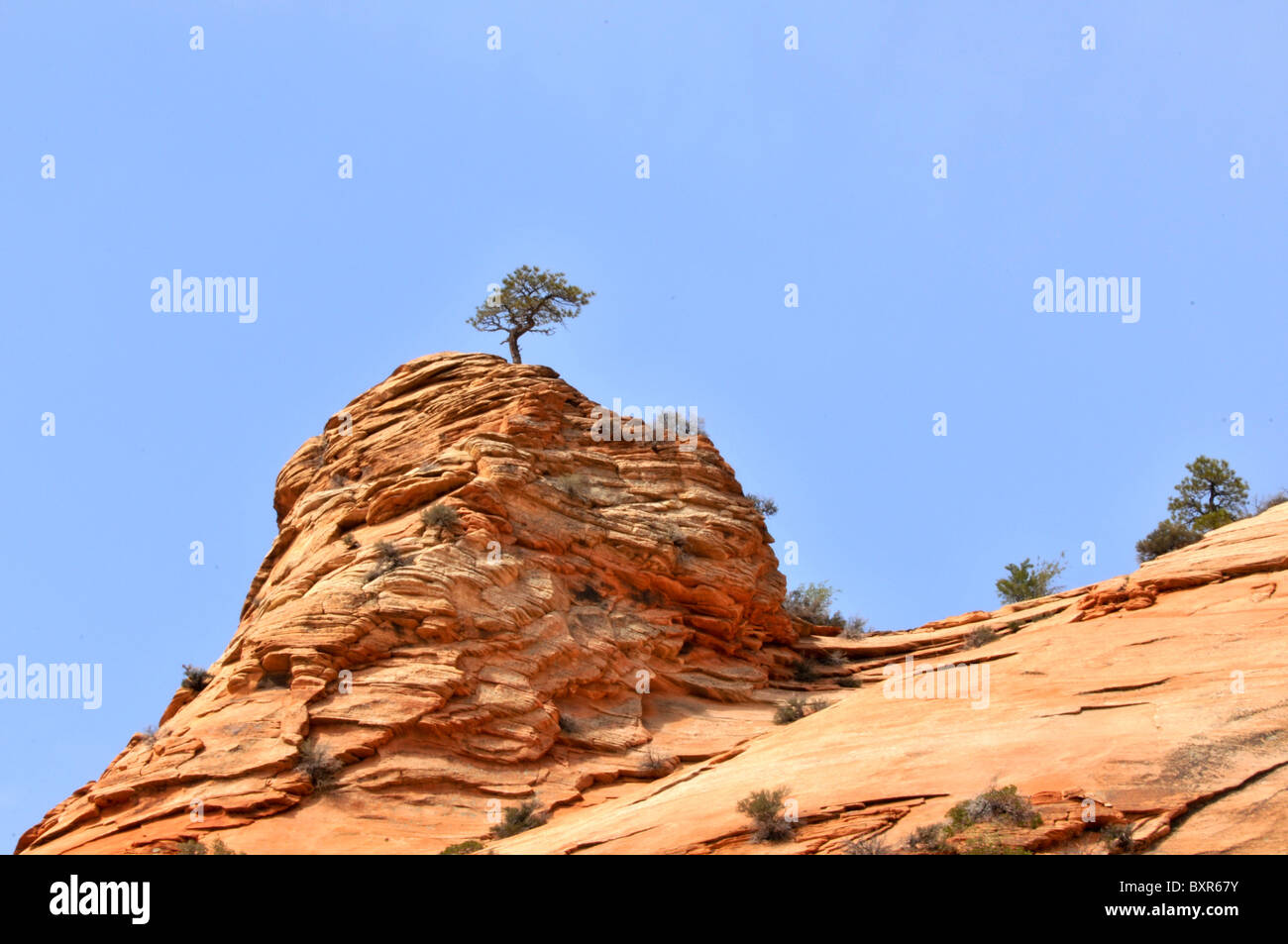 Lone Tree on Sandstone mountains on Zion-Mt Carmel Highway, Zion ...