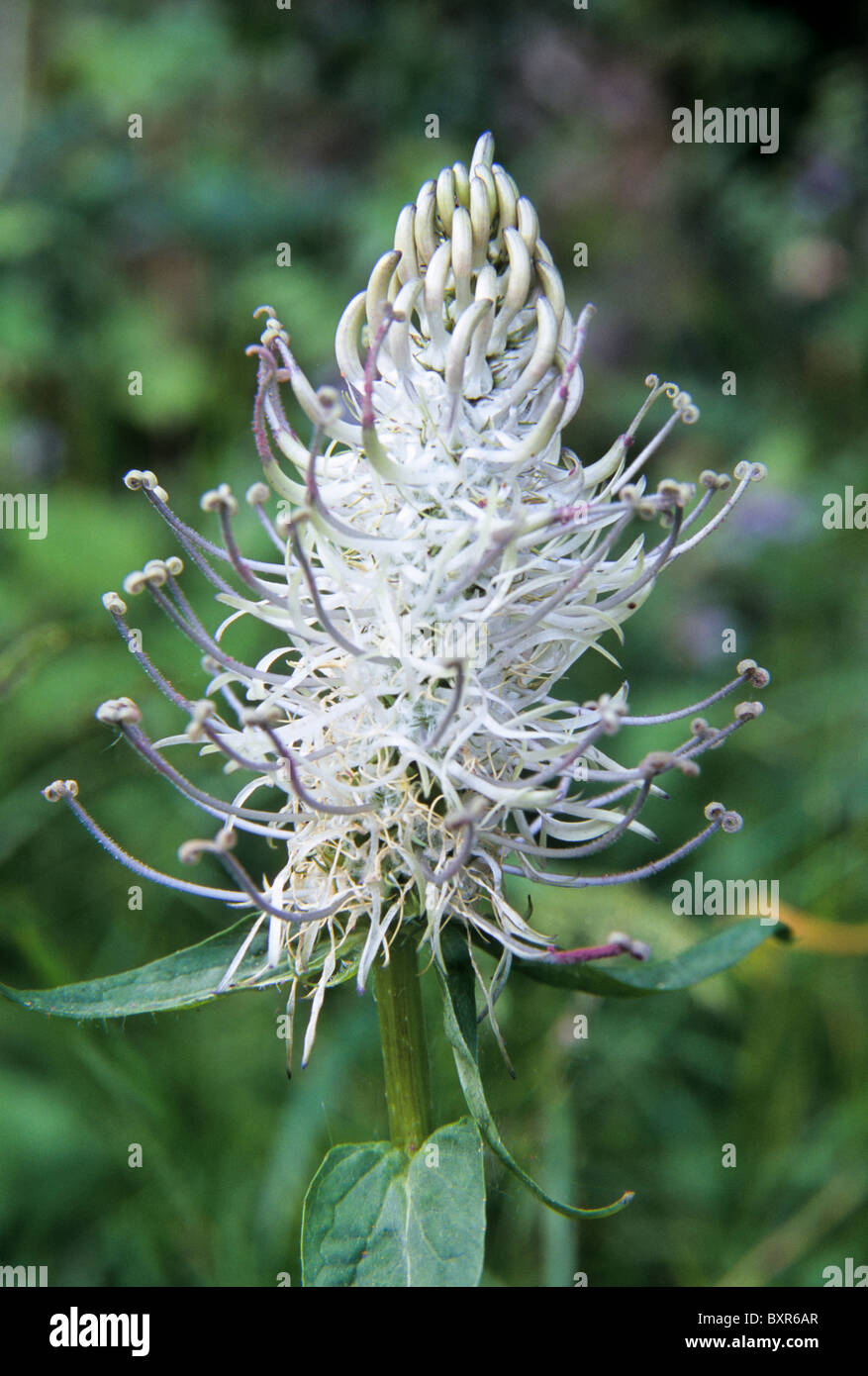 Spicatum hi-res stock photography and images - Alamy