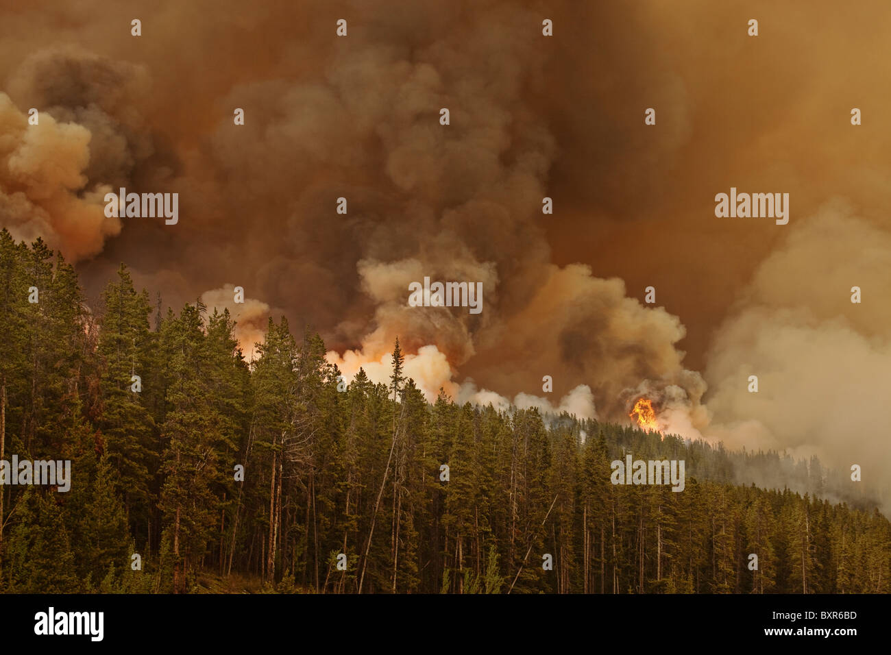 Lodgepole pine forest banff national hi-res stock photography and ...
