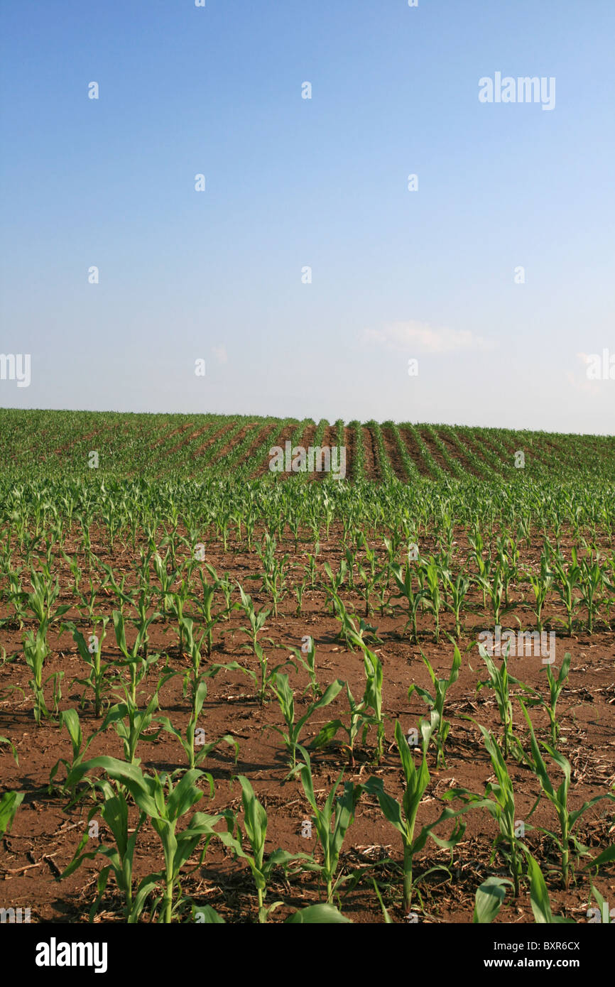 vertical image of midwestern cornfield with copy space in the sky Stock ...
