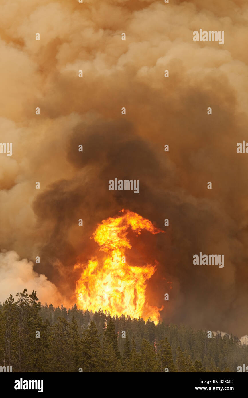 Explosion of Flame During Forest Fire, Banff National Park, Alberta ...