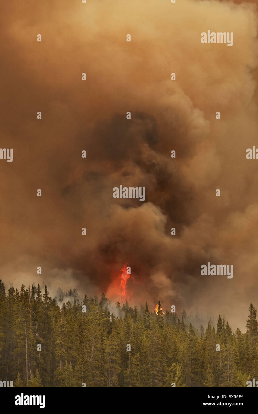 Flames And Smoke Rise Above Forest Fire, Banff National Park, Alberta ...