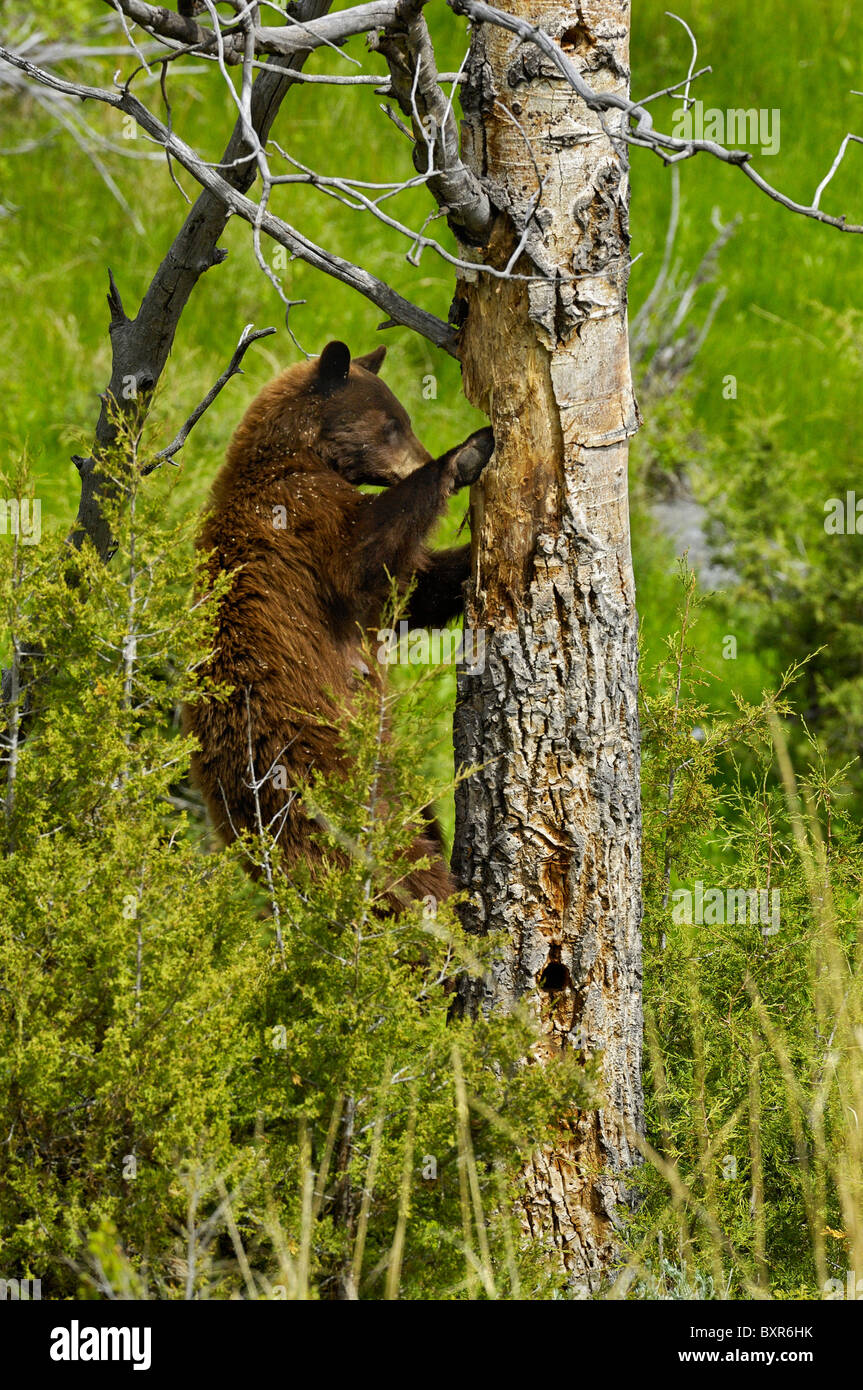Cinnamon-colored Black Bear excavating cavity nest of woodpeckers ...
