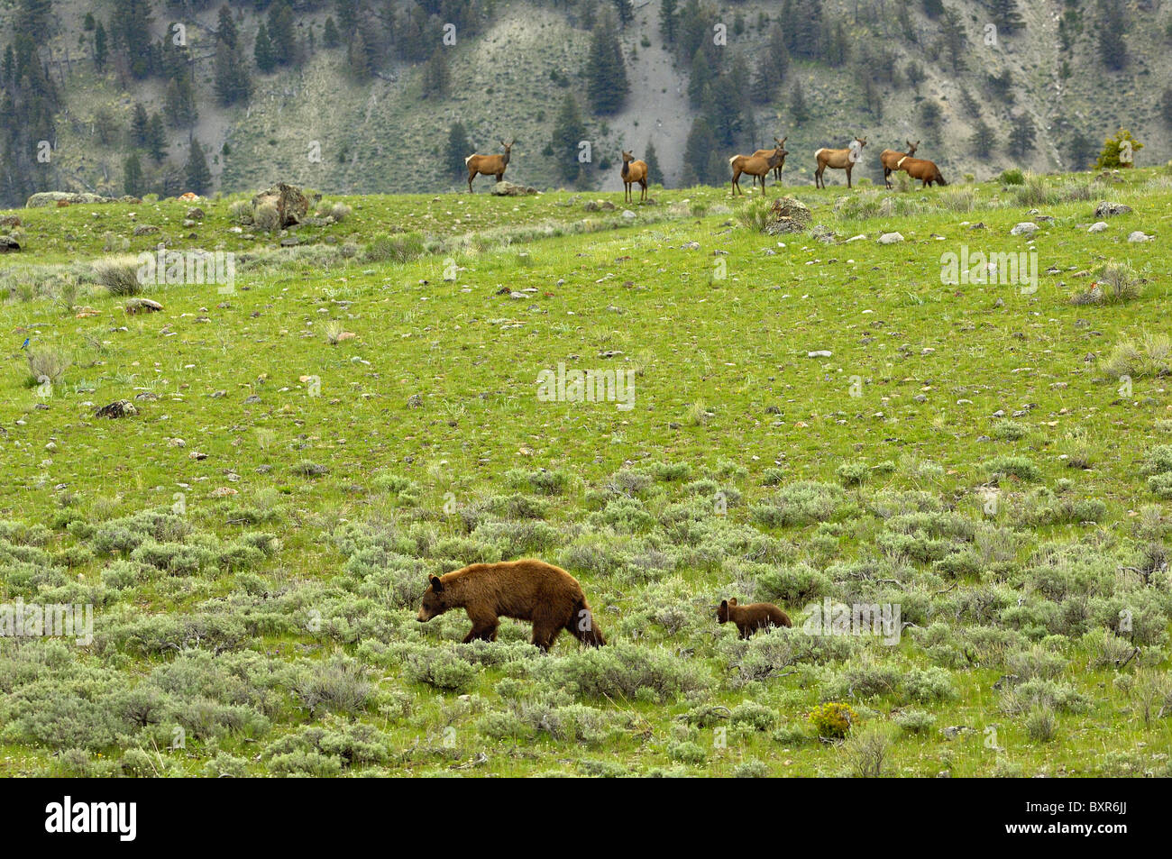 Cinnamon-colored Black Bear Mother and cub walking past herd of Elk ...