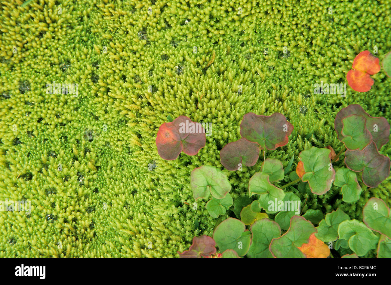 Moss, National Park Jotunheimen, Norway Stock Photo - Alamy