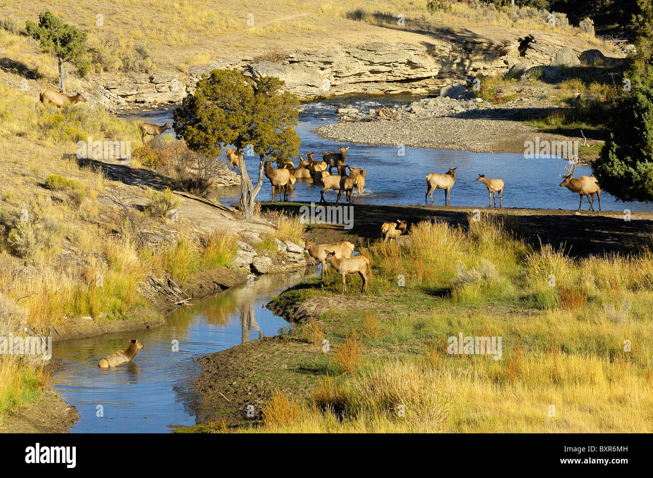 Elk herd at the beach Stock Photo - Alamy