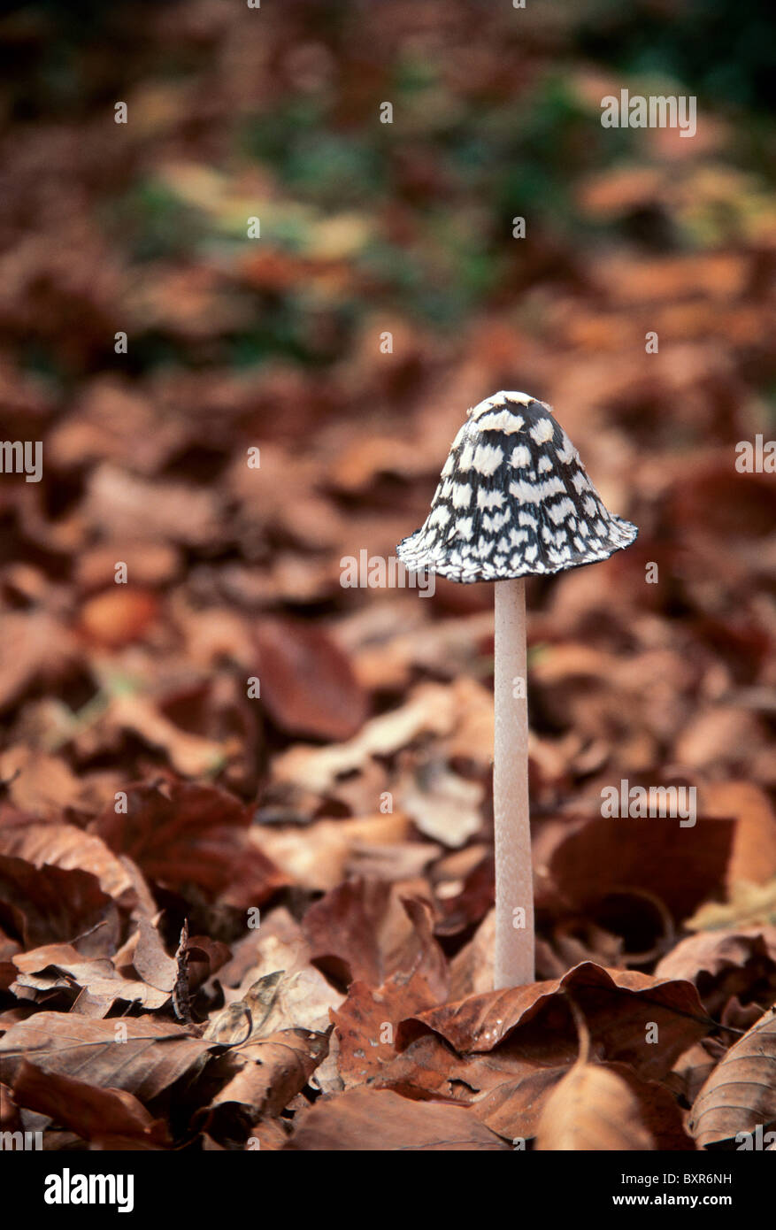 Magpie inkcap fungi hi-res stock photography and images - Alamy