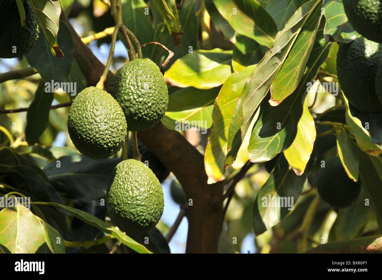 California avocado farm hi-res stock photography and images - Alamy
