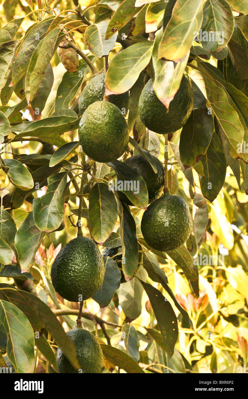 Santa paula hi-res stock photography and images - Alamy