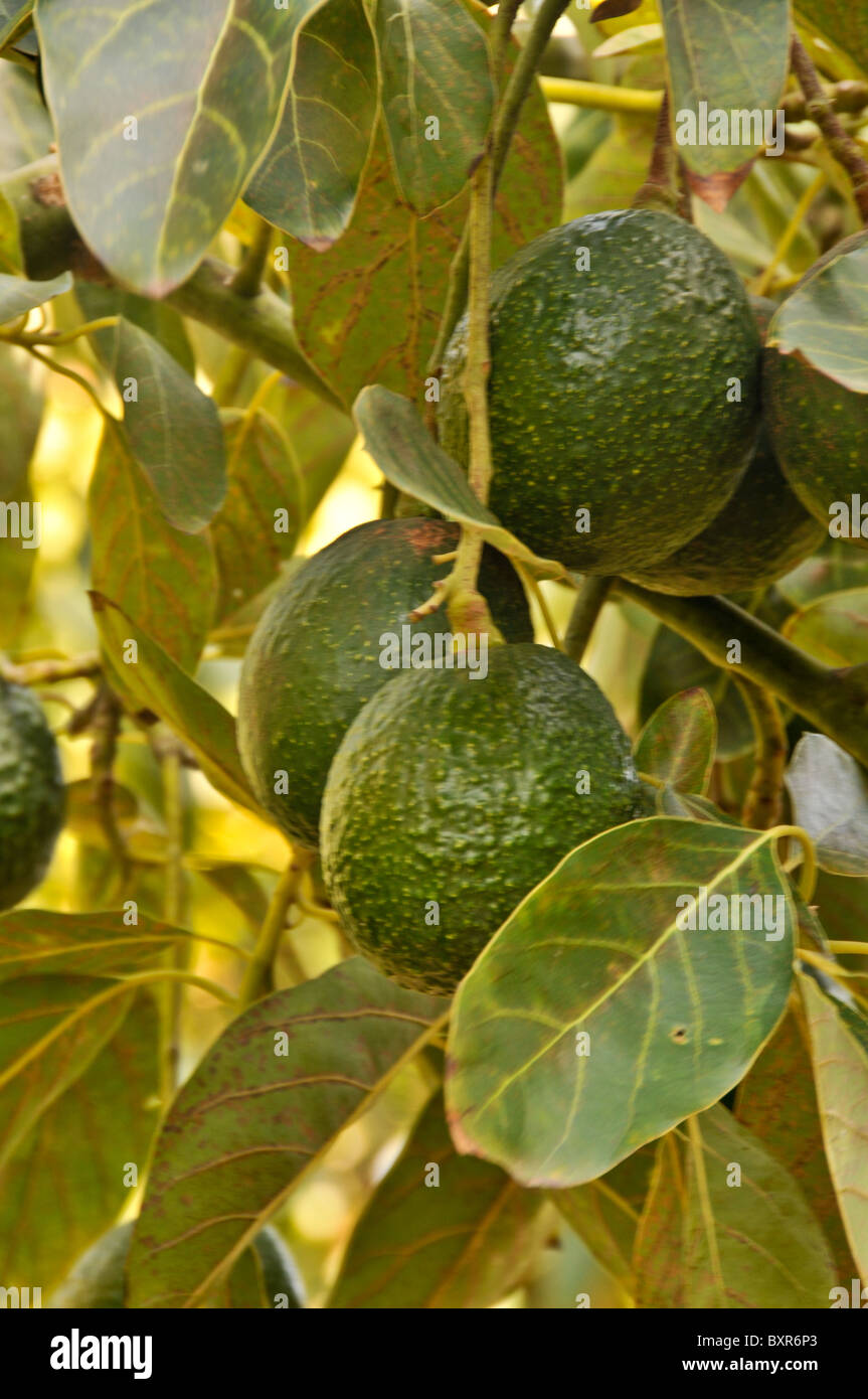 Growing avocados hi-res stock photography and images - Alamy
