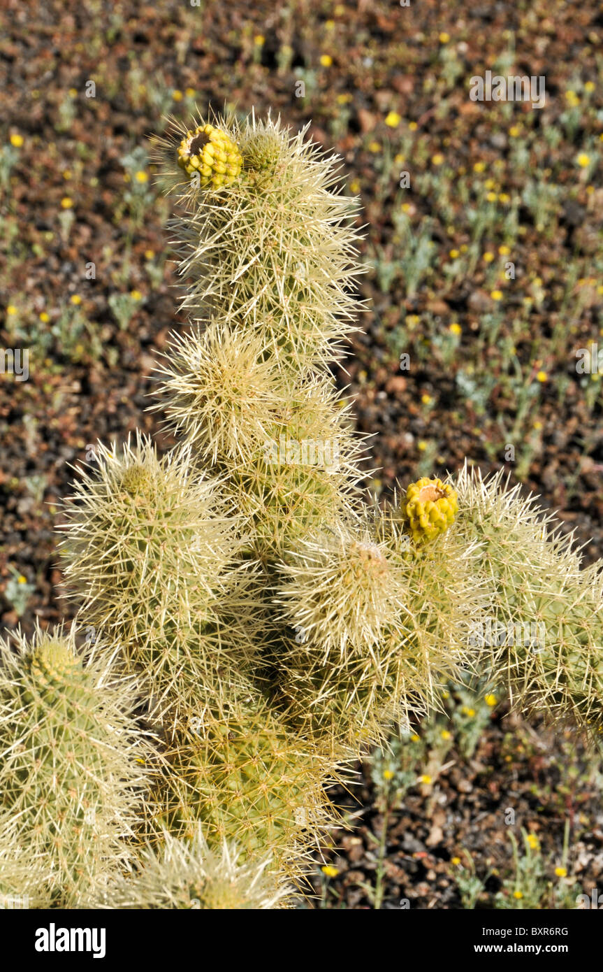 Close-up of fruit of cholla Teddy Bear or Jumping Cactus, El Pinacate ...