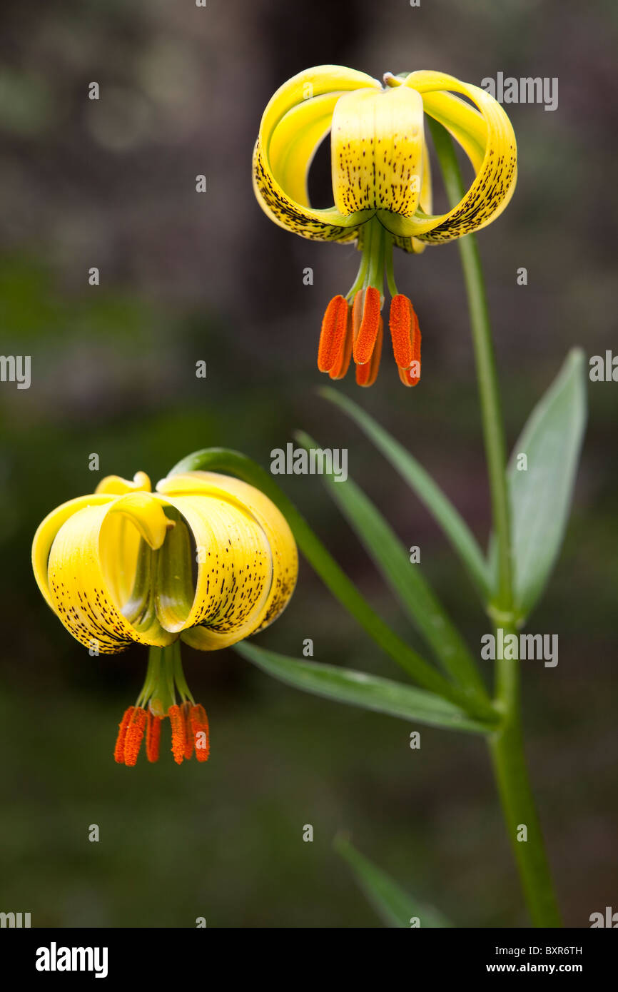 Lilium pyrenaicum (Pyrenaicum Lily - Azucena de los Pirineos Stock ...