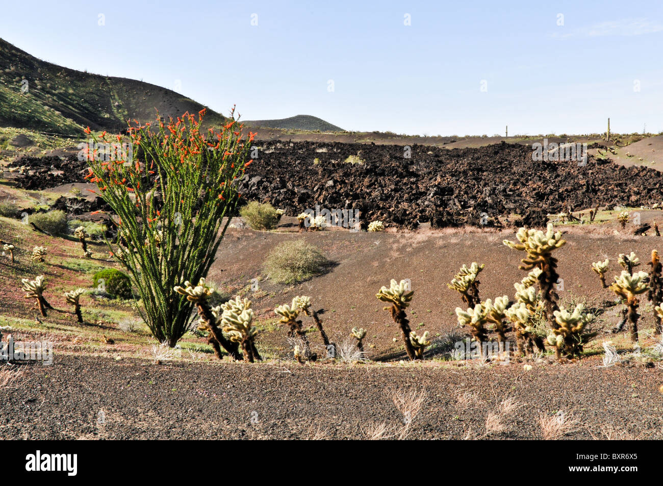 Lava flow plant High Resolution Stock Photography and Images - Alamy