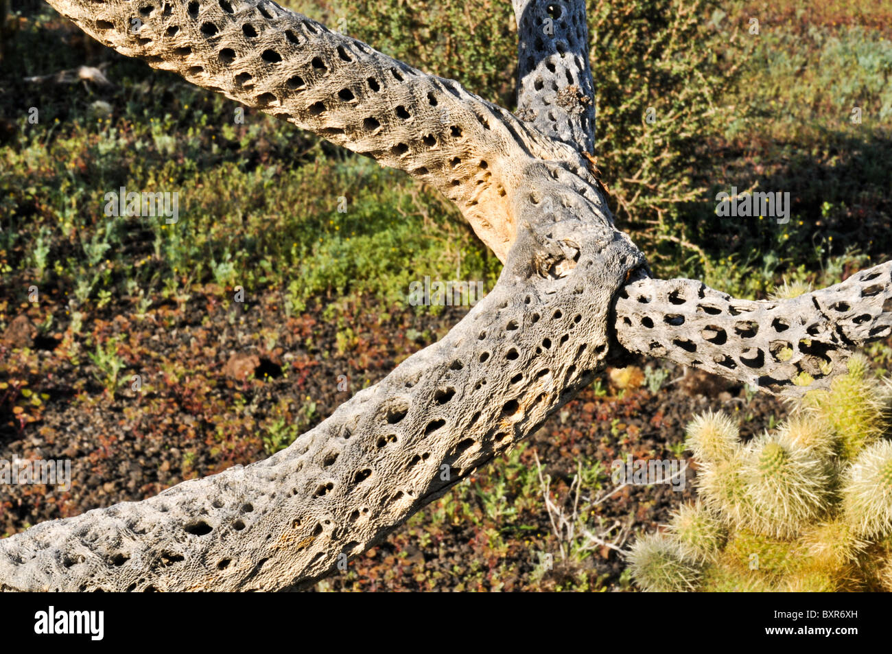 Teddy Bear Cholla Skeleton