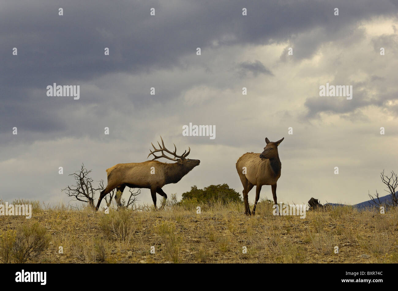 Elk mating hi-res stock photography and images - Alamy