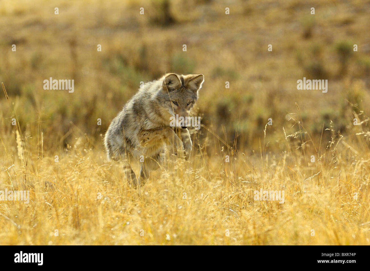 Leaping coyote High Resolution Stock Photography and Images - Alamy