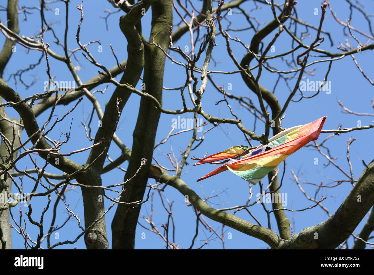 Rainbow flag stuck in a leaf-less tree against blue sky Stock Photo - Alamy