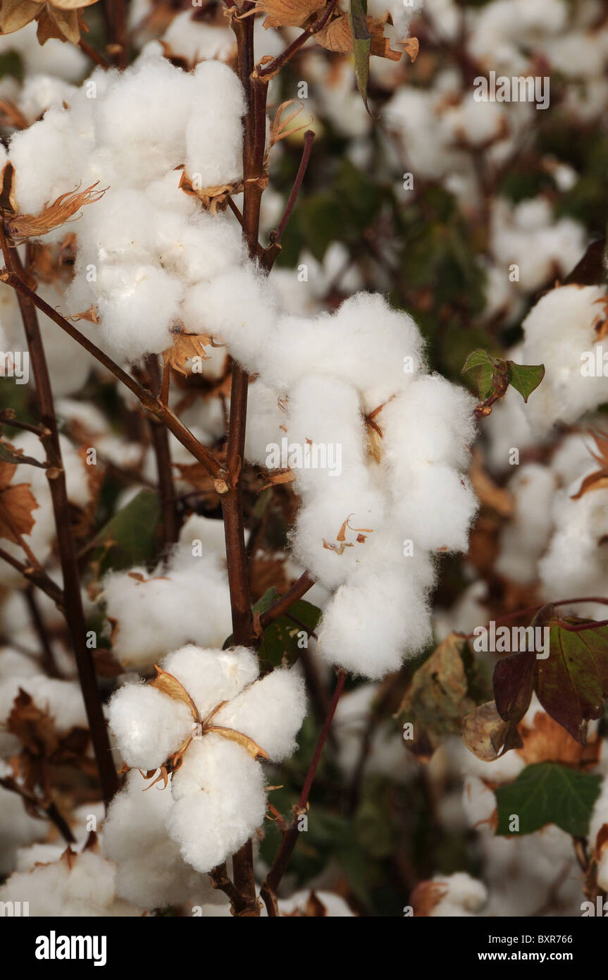 Cotton farms hi-res stock photography and images - Alamy