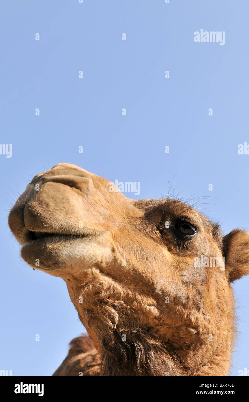 Camel eye hi-res stock photography and images - Alamy
