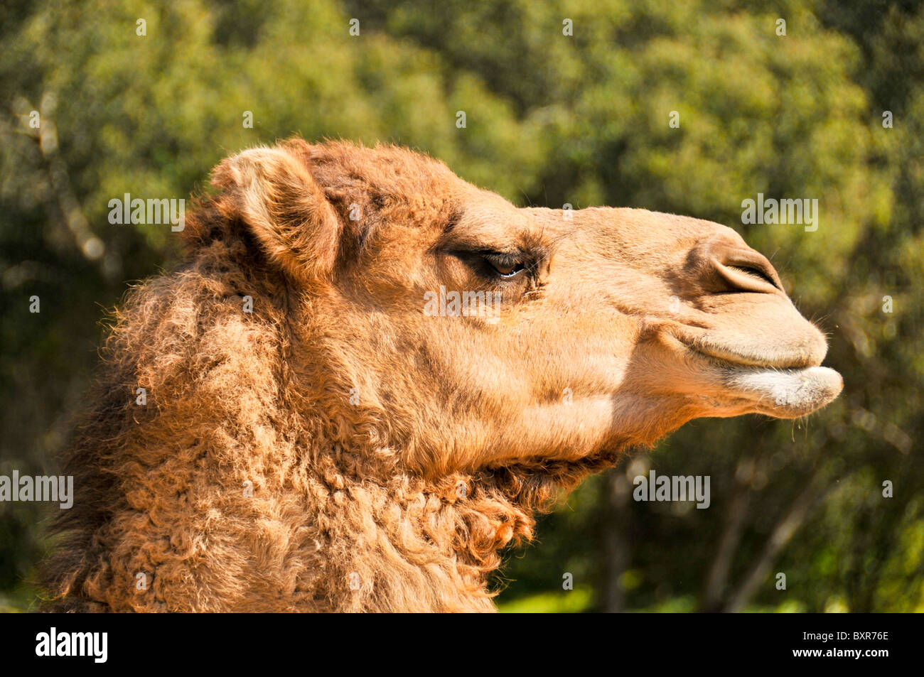 Camel eye hi-res stock photography and images - Alamy