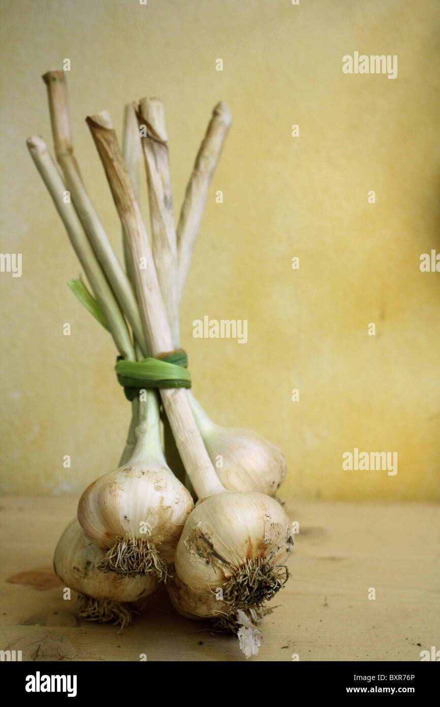 Bunch of garlic tied together on a table against yellow wall Stock ...