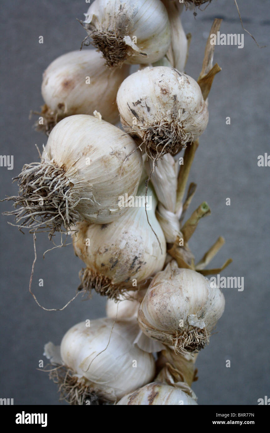 A bunch of garlic plaited together, hanging up Stock Photo - Alamy