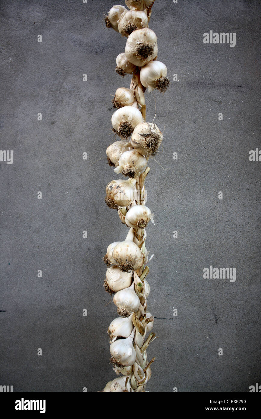 A bunch of garlic plaited together, hanging up on gray backdrop Stock ...