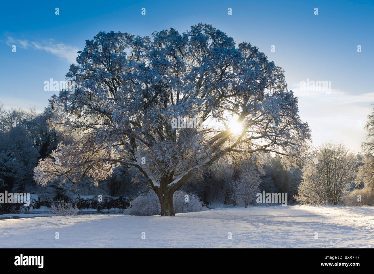 Snowy white trees in December, Kelso, Scotland Stock Photo - Alamy