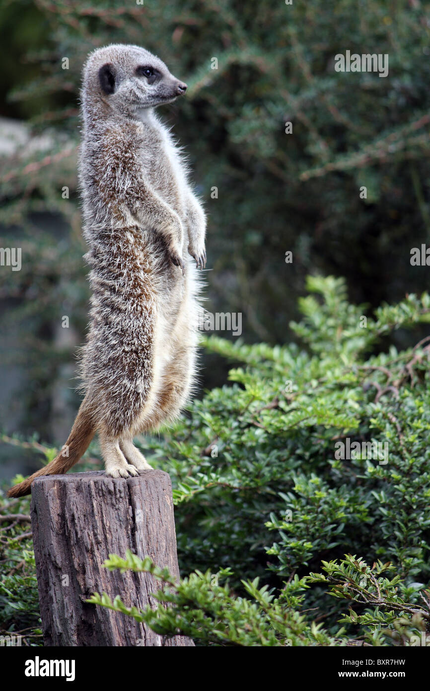 Compare the market meerkat hi-res stock photography and images - Alamy