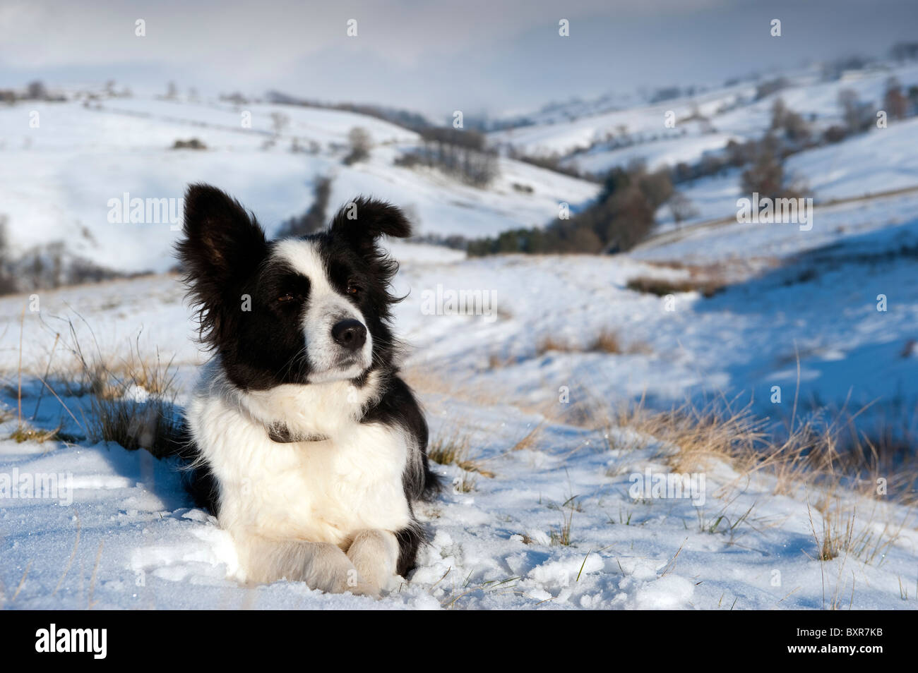 Border collie sheepdog in the snow on fell looking for stray sheep ...