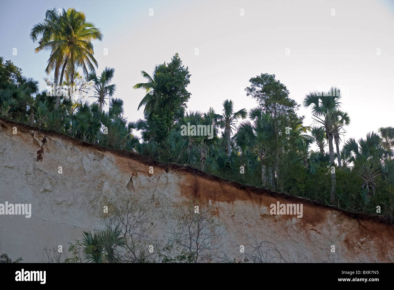 2010 haiti earthquake trees hi-res stock photography and images - Alamy