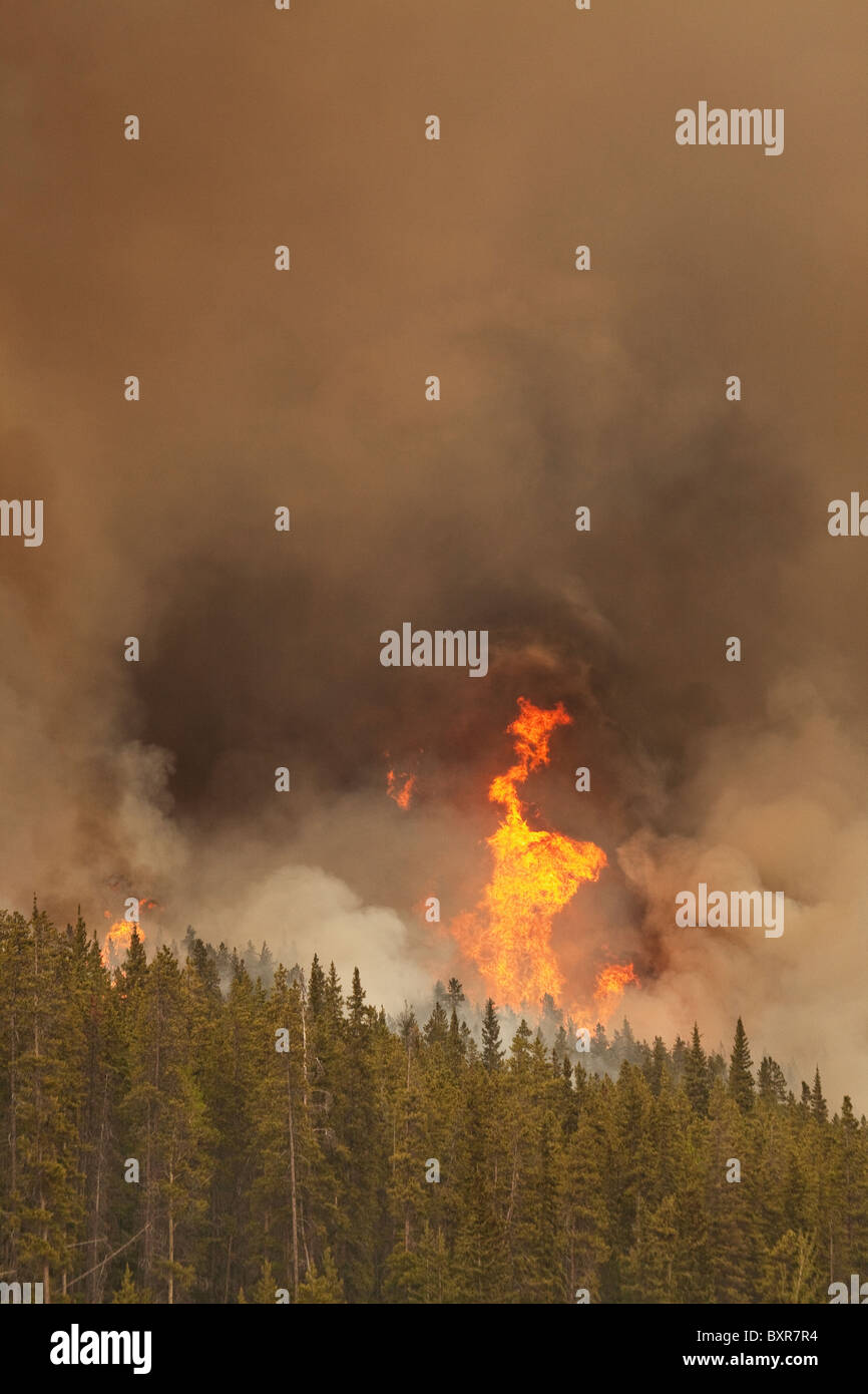 Open Flames Above Forest Fire, Banff National Park, Alberta Canada ...