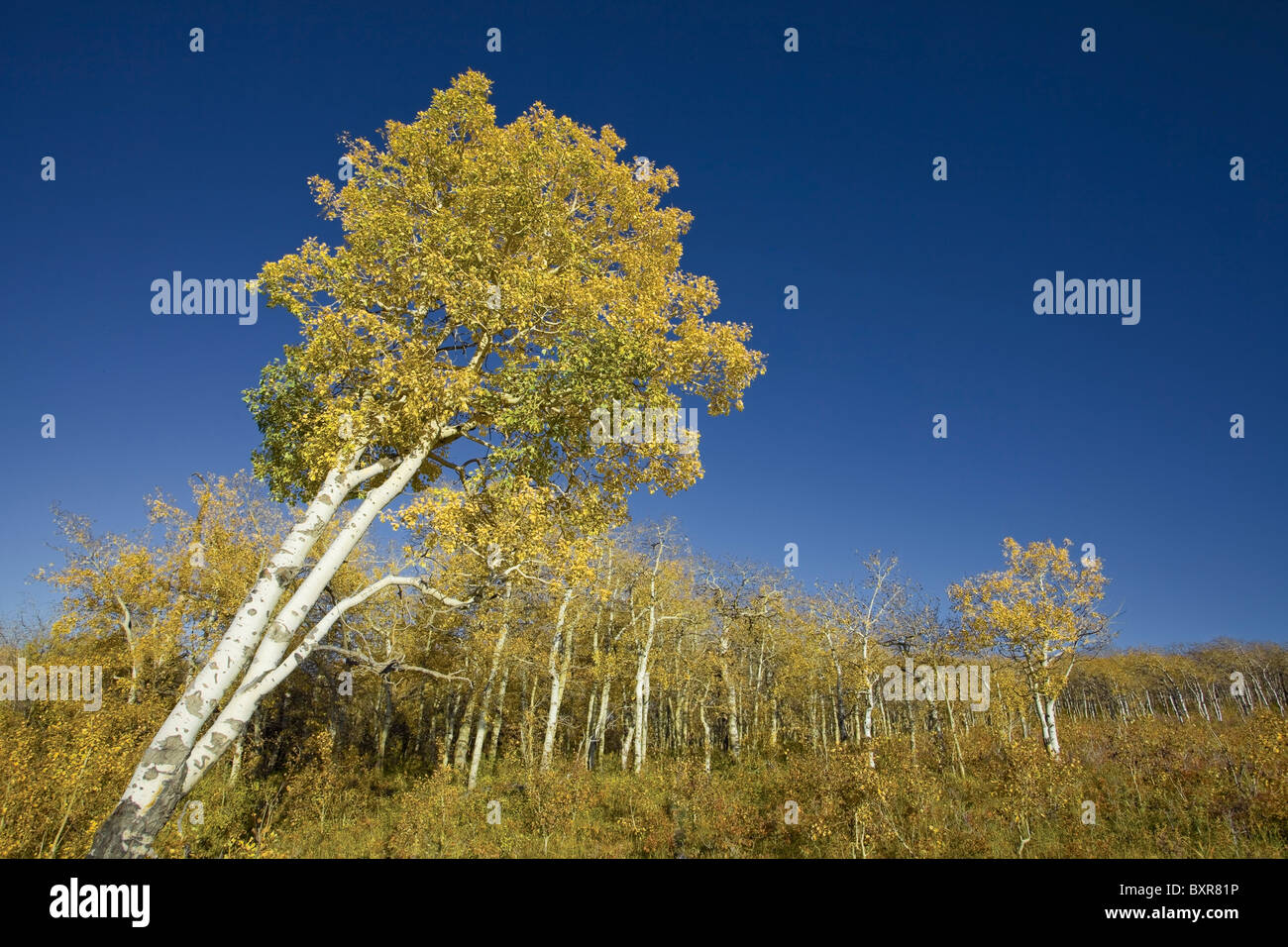 Aspen Trees in Fall Colour, Alberta, Canada Stock Photo - Alamy