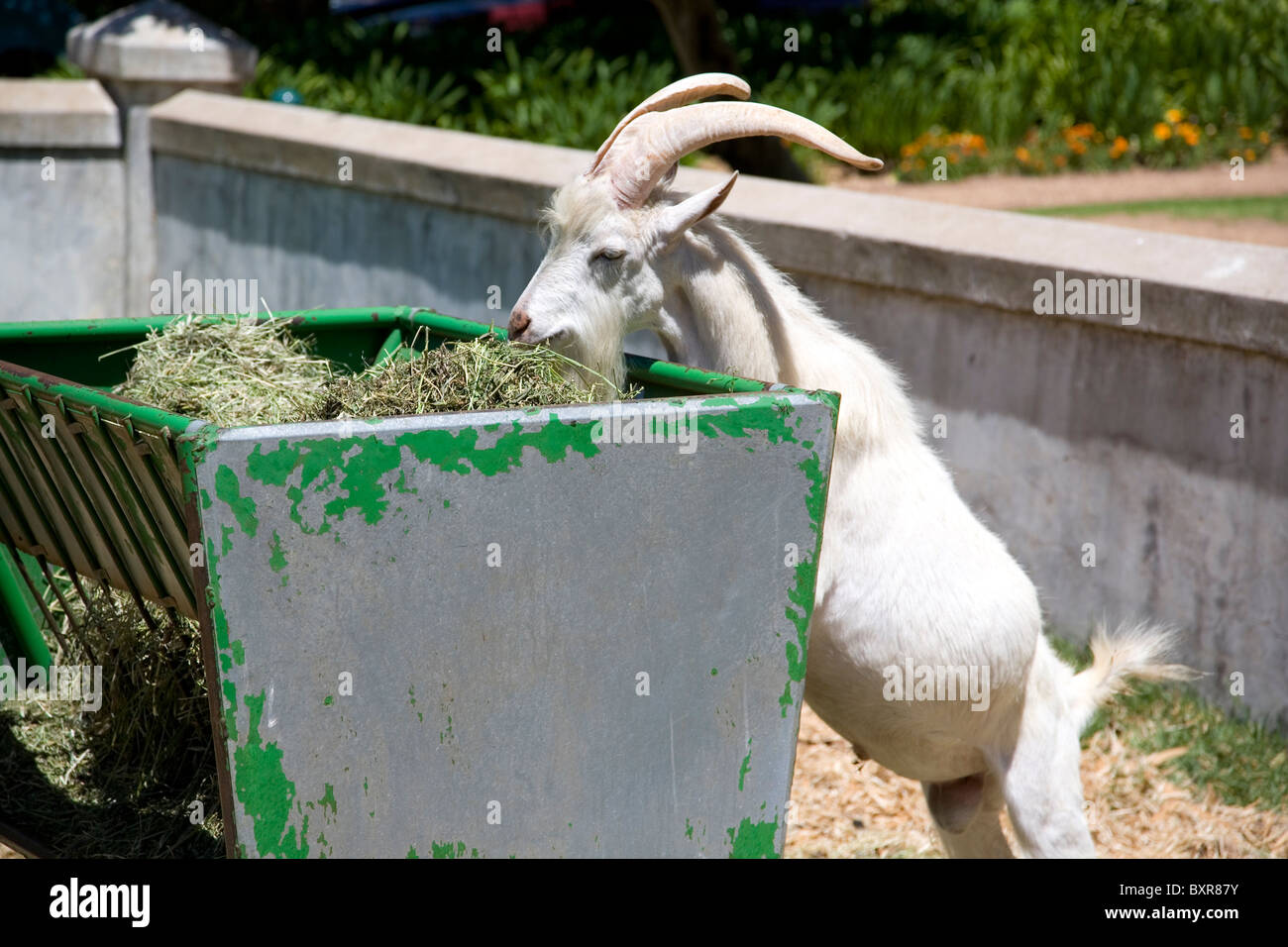 Feed trough hi-res stock photography and images - Alamy