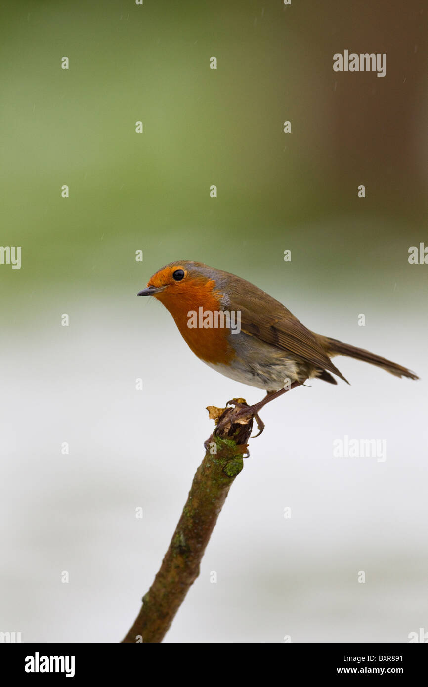 Robin with its head tilted on its side on a twig in the snow with a ...