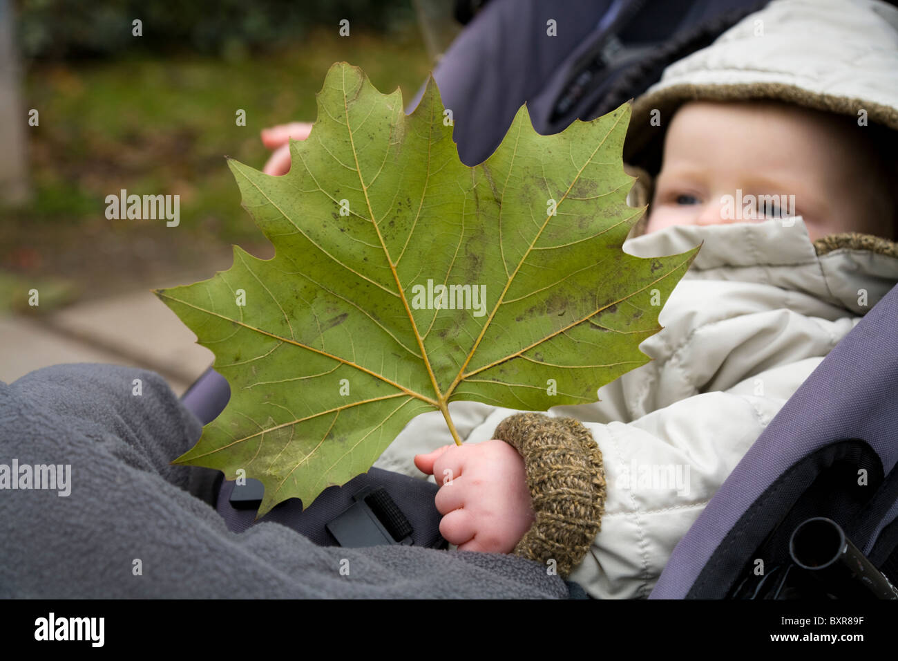 Close up of an autumn (fall) leaf from a London Plane tree in the hand ...