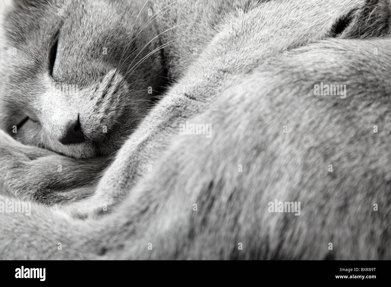 Russian blue cat sleeping indoors. Natural light and colors Stock Photo ...