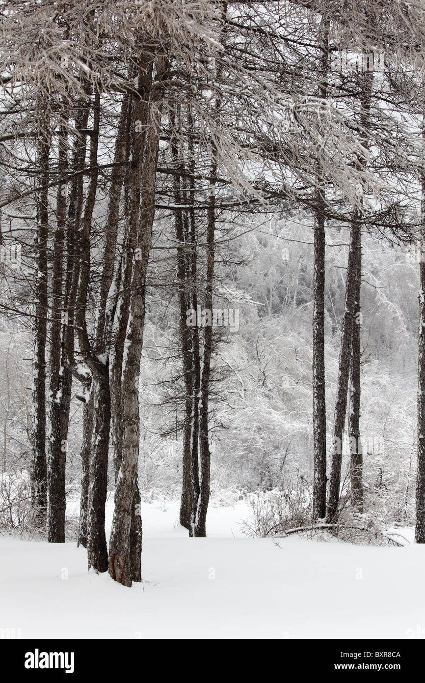 Winter season landscape forest tree hi-res stock photography and images ...