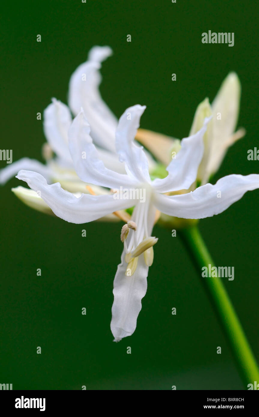 Clusters Of Lily Like Flowers High Resolution Stock Photography and ...