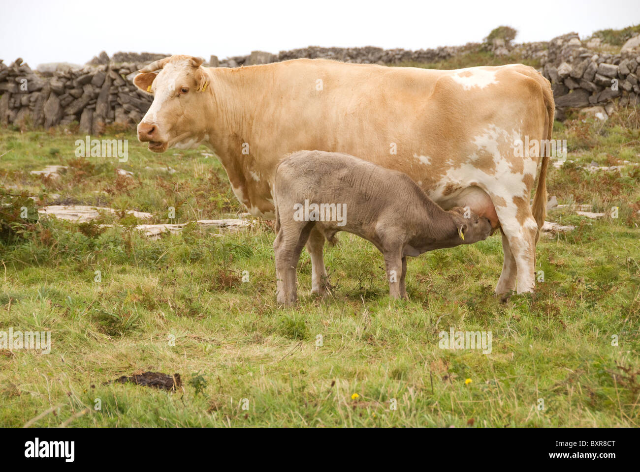 Calf feeding from its mother, Inishmór, Aran Islands, Ireland Stock ...