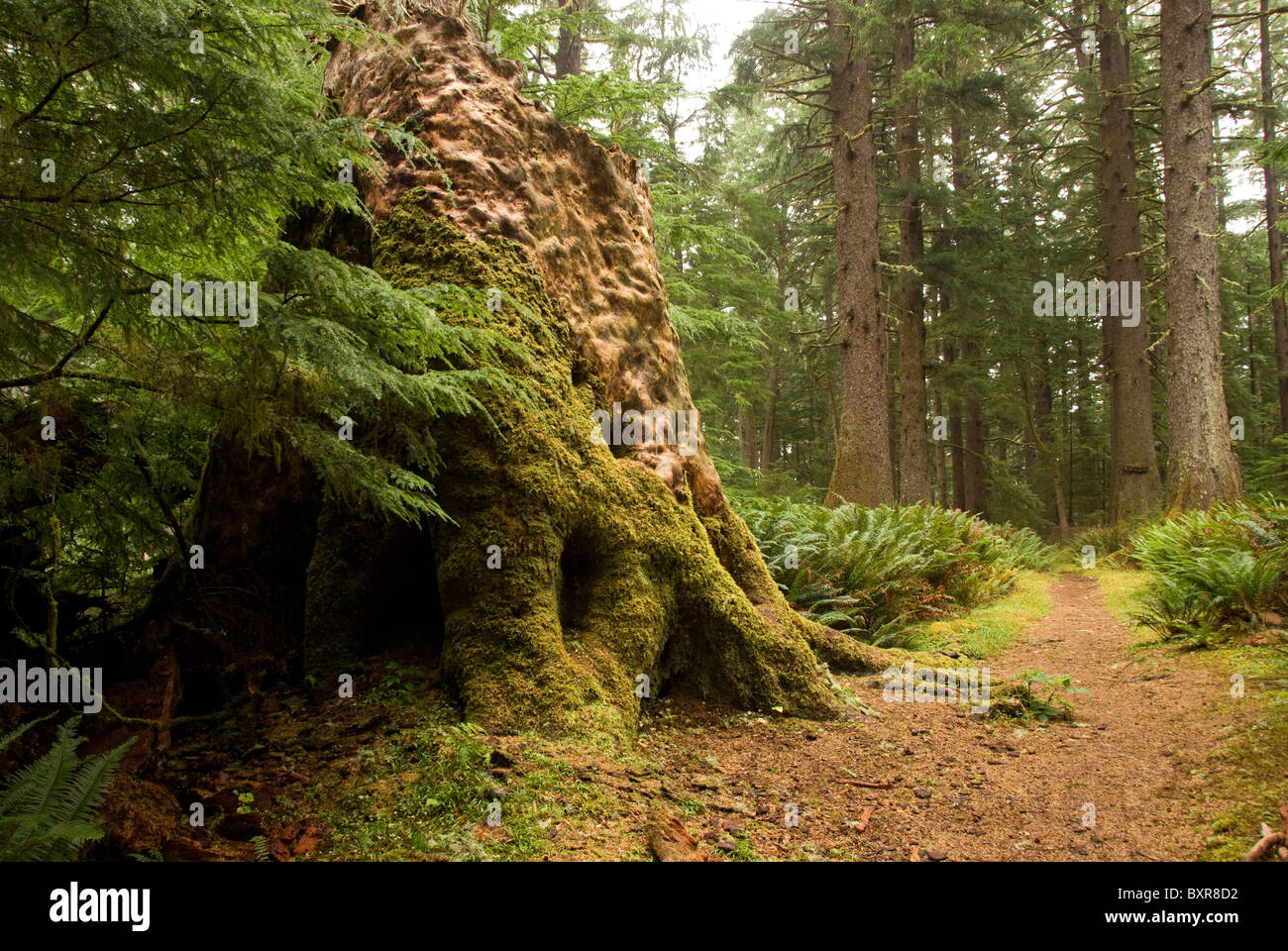 Trunk of an old, large tree in the forest of the Cape Perpetua Scenic ...