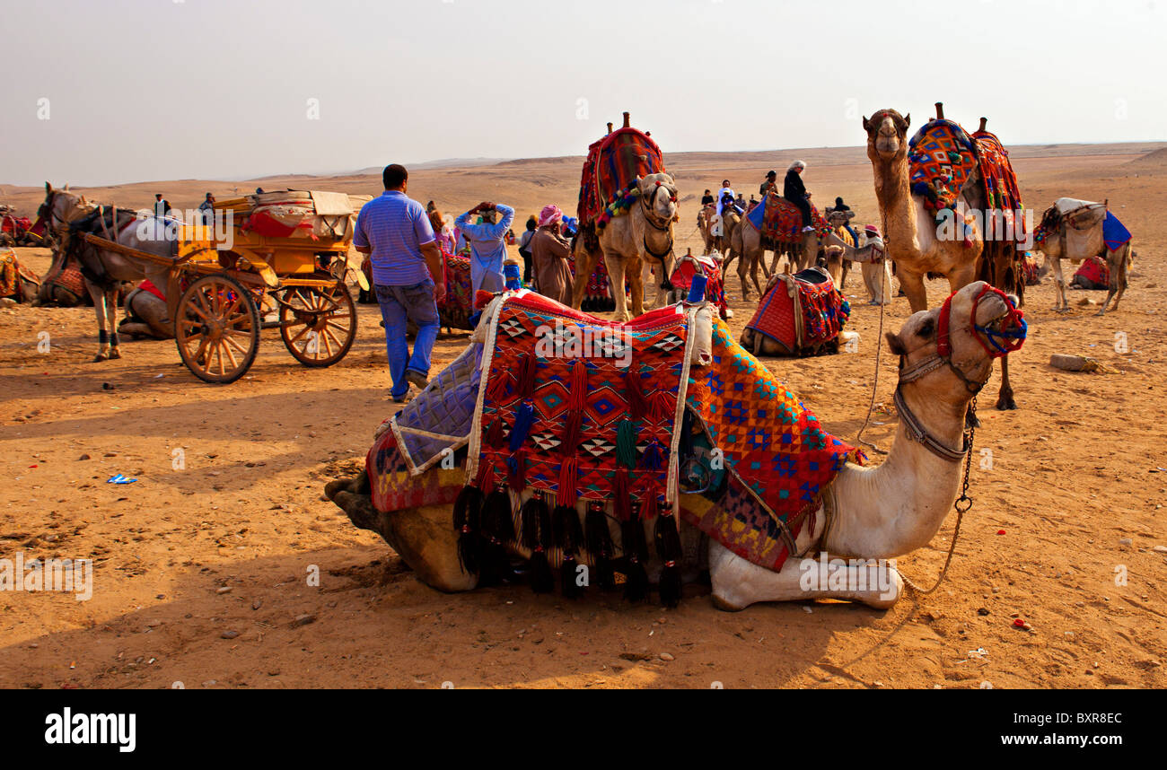 Camels egypt hi-res stock photography and images - Alamy
