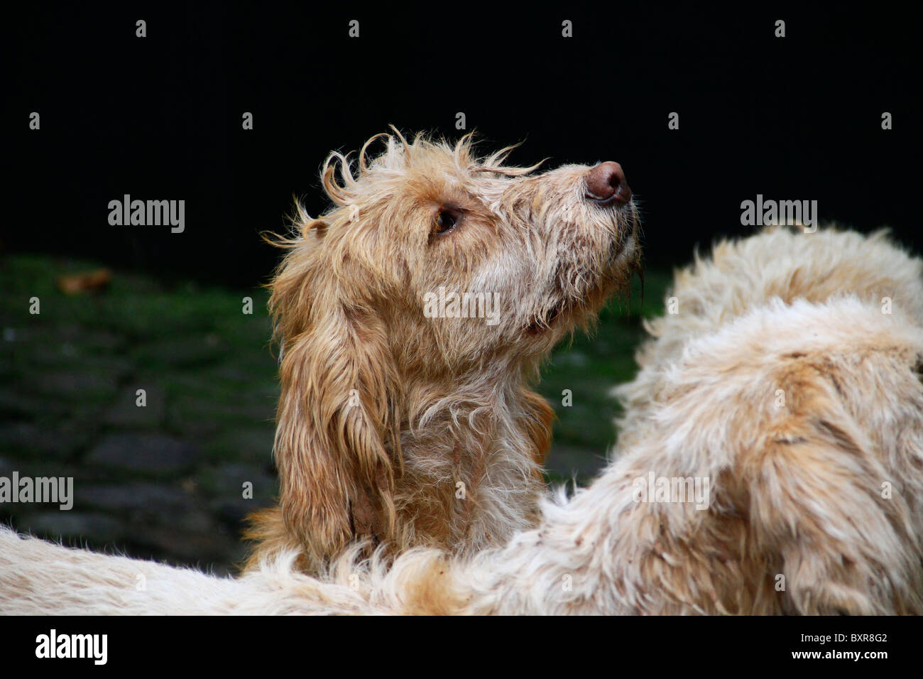 Welsh hounds hi-res stock photography and images - Alamy