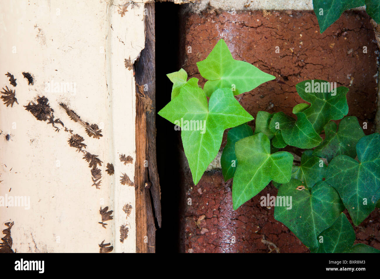 Ivy damage hi-res stock photography and images - Alamy